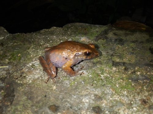 Concave-crowned Horned Toad (Boulenophrys parva) · iNaturalist