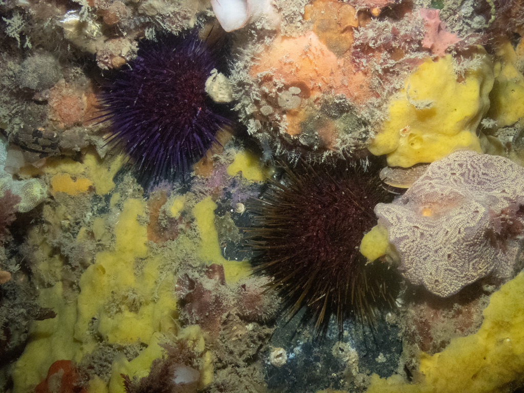Western Pacific purple sea urchin from 2900 Point Nepean Rd ...