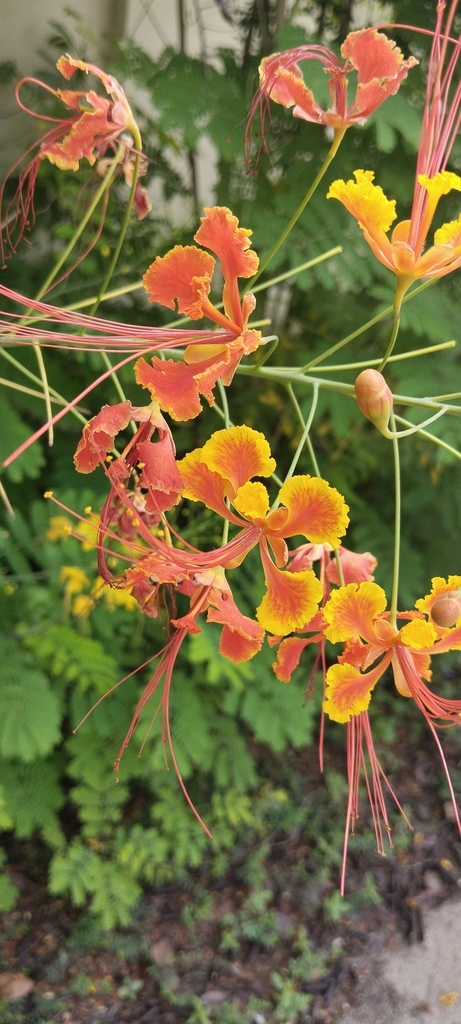 peacock flower from FGM7+5R2, Vadakku Venganallur, Tamil Nadu 626125 ...