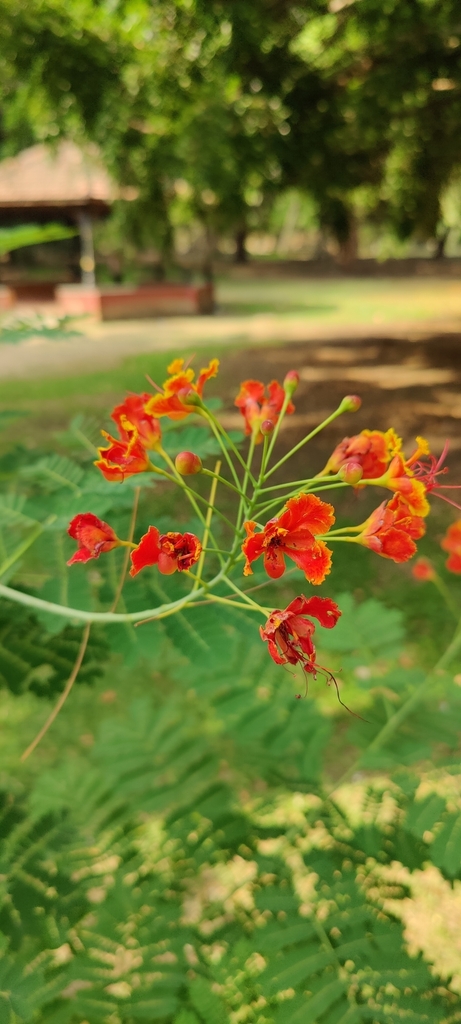 peacock flower from Lalbagh Botanical Garden on April 28, 2023 at 08:38 ...