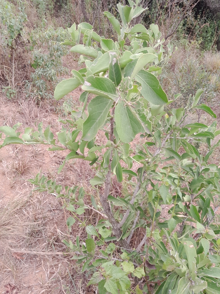 Koko Tree from Inanda Farm, Iqadi, 4309, South Africa on April 28, 2023 ...