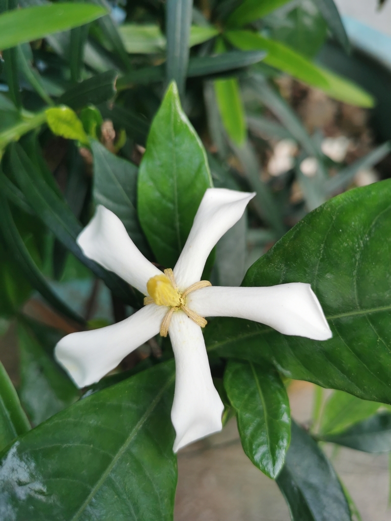 common gardenia from Tai Po Tsai Village, Hong Kong on April 28, 2023 at 05:33 PM by Cynthia Yau ...