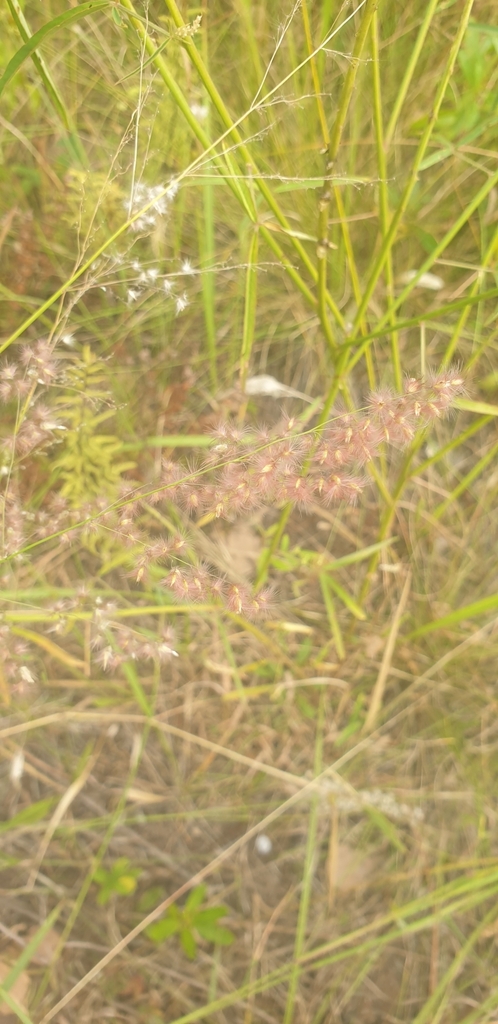 Natal grass from Hammarsdale - Sterkspruit, Mpumalanga, 3700, South ...