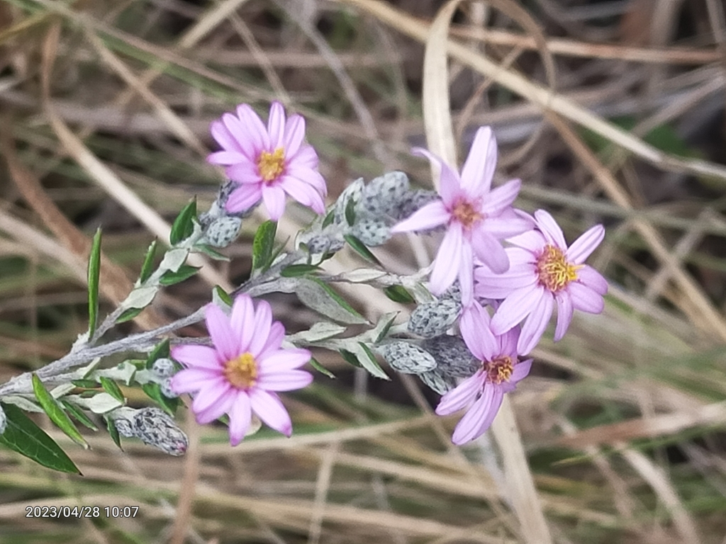 Bushman Tea from eThekwini, ZA-NL, ZA on April 28, 2023 at 10:07 AM by ...