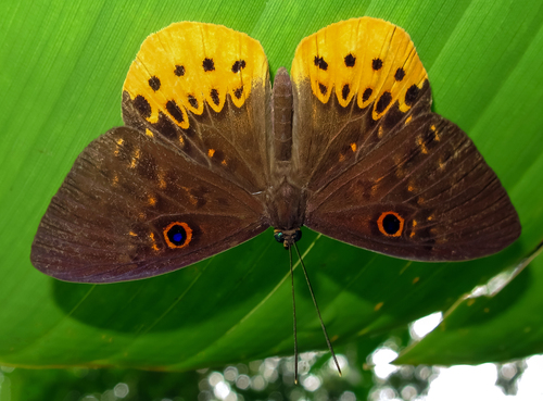 Eurybia juturna · iNaturalist Mexico
