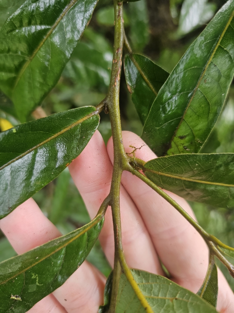 White Walnut from The Falls QLD 4373, Australia on April 27, 2023 at 11 ...