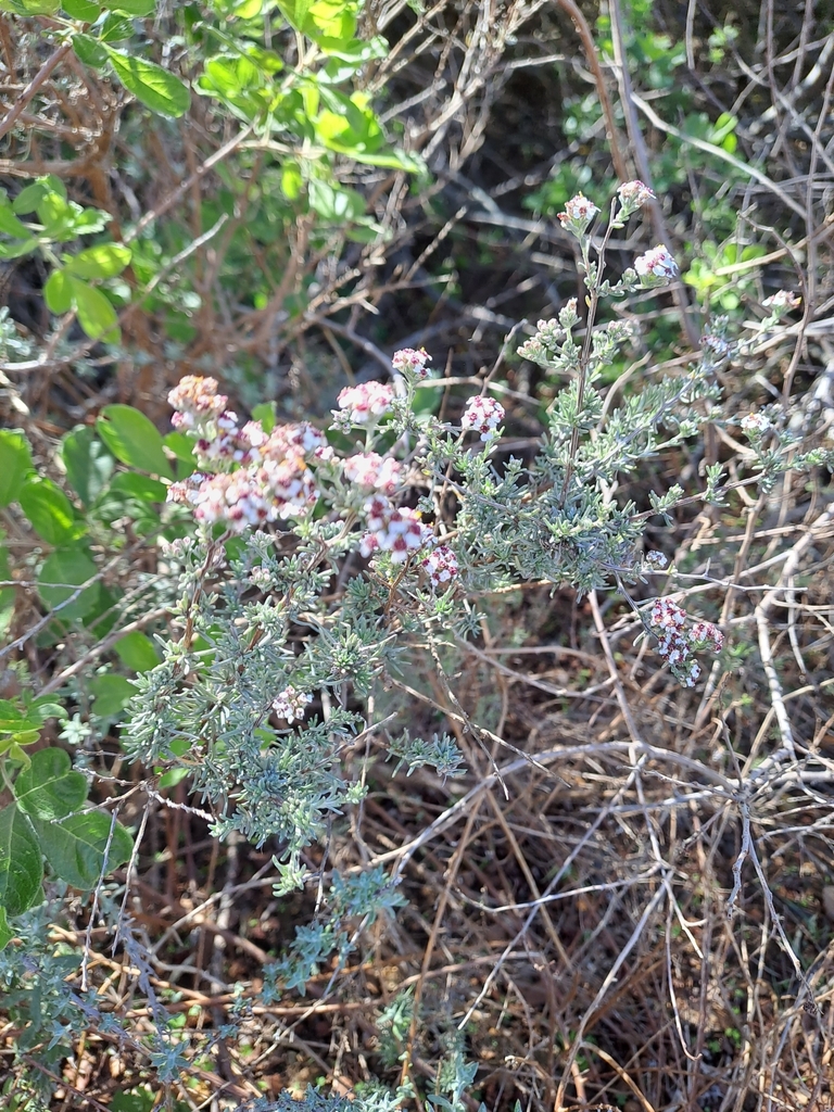 Cape Snow Bush from City of Cape Town, ZA-WC, ZA on April 28, 2023 at ...