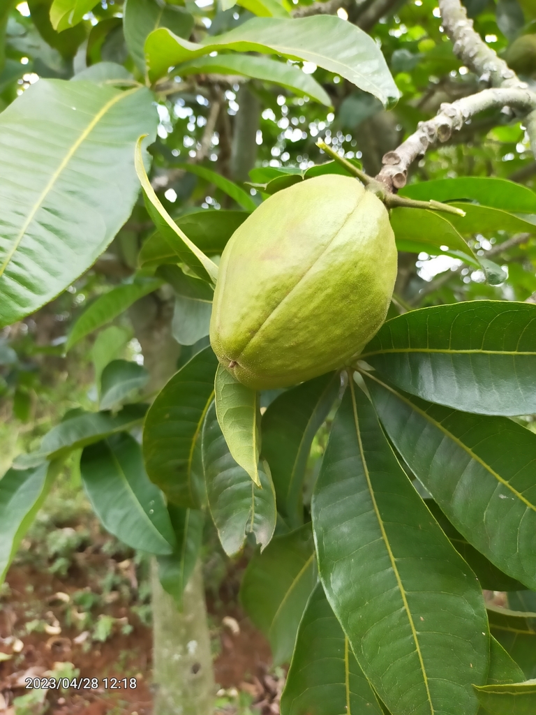 saba nut tree from eThekwini, ZA-NL, ZA on April 28, 2023 at 12:18 PM ...