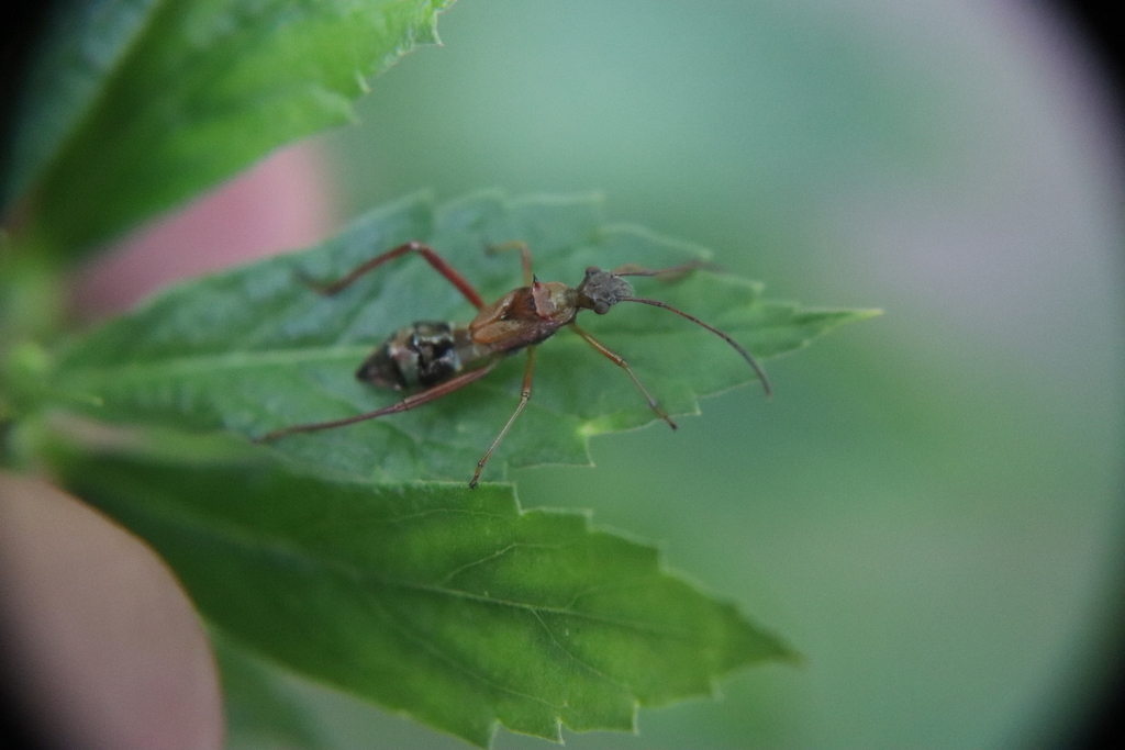 Alydinae from Pici, Fortaleza - CE, Brasil on April 26, 2023 at 03:34 ...