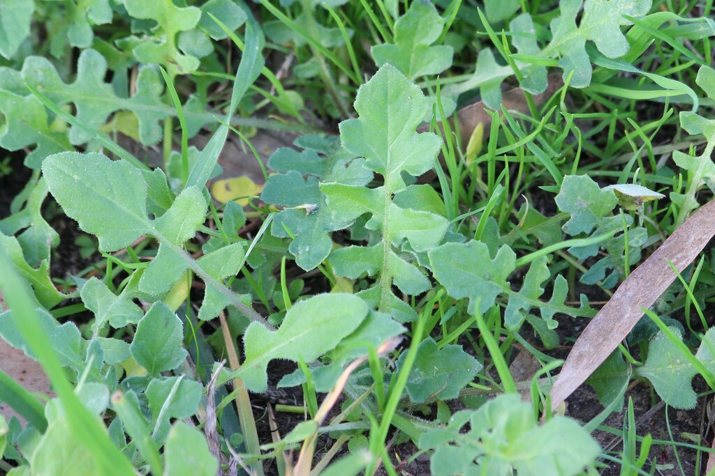 Capeweed from Melbourne VIC, Australia on April 28, 2023 at 11:18 AM by ...