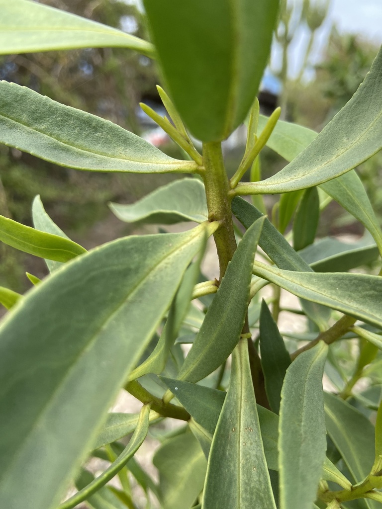 Australian Ngaio from West Coast National Park, West Coast Peninsula ...