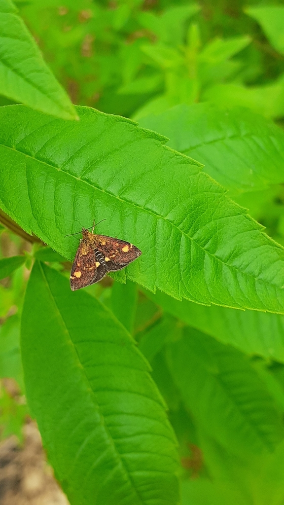 Mint Moth on May 27, 2022 at 11:30 AM by Findel Delphine · iNaturalist
