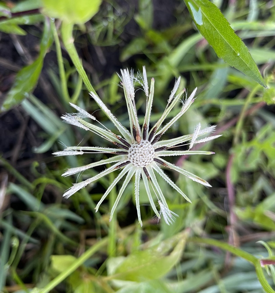 common dandelion from Montgomery, TX, US on April 28, 2023 at 08:08 AM ...