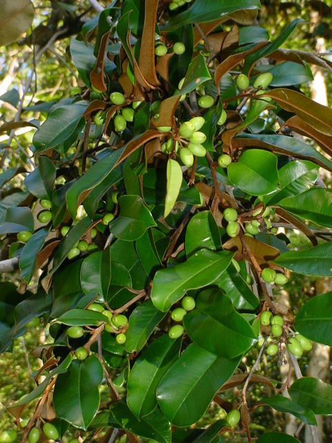 Chrysophyllum mexicanum from Solferino, Quintana Roo on December 09 ...