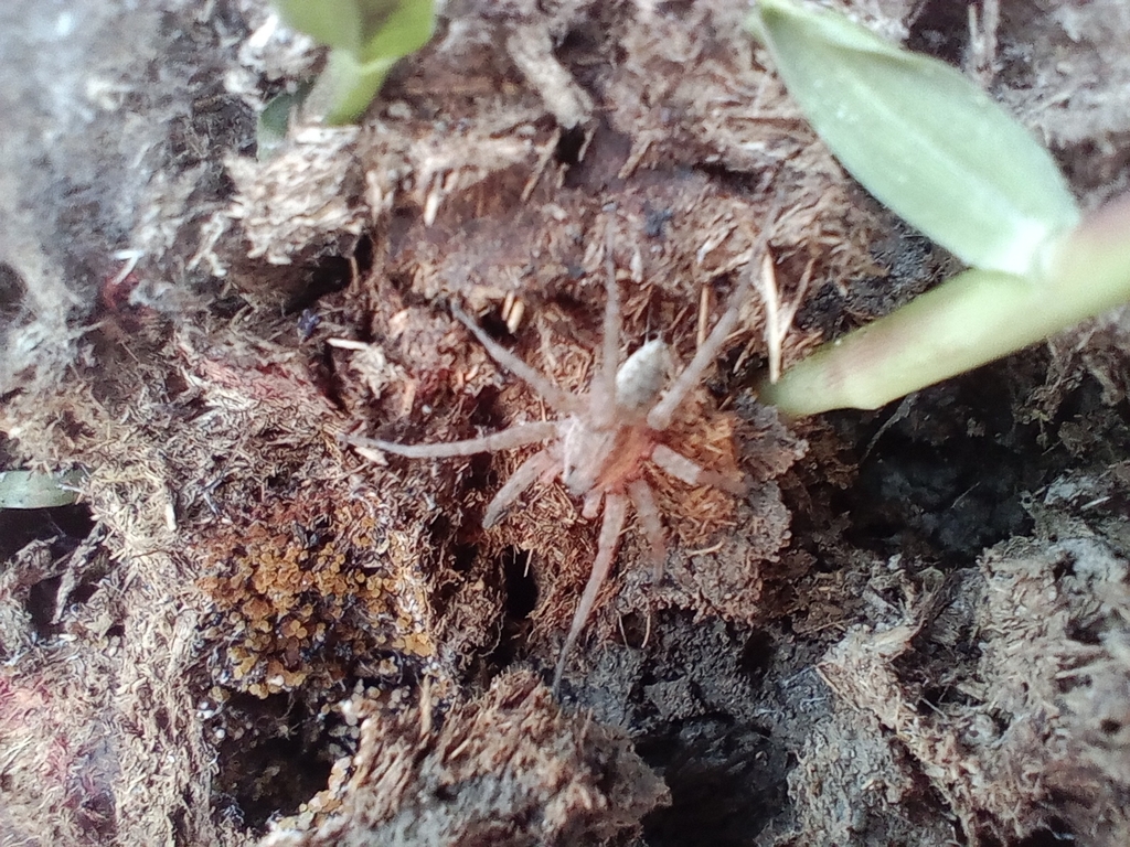 Rustic Wolf Spider from Udham Singh Nagar, IN-UT, IN on April 28, 2023 ...