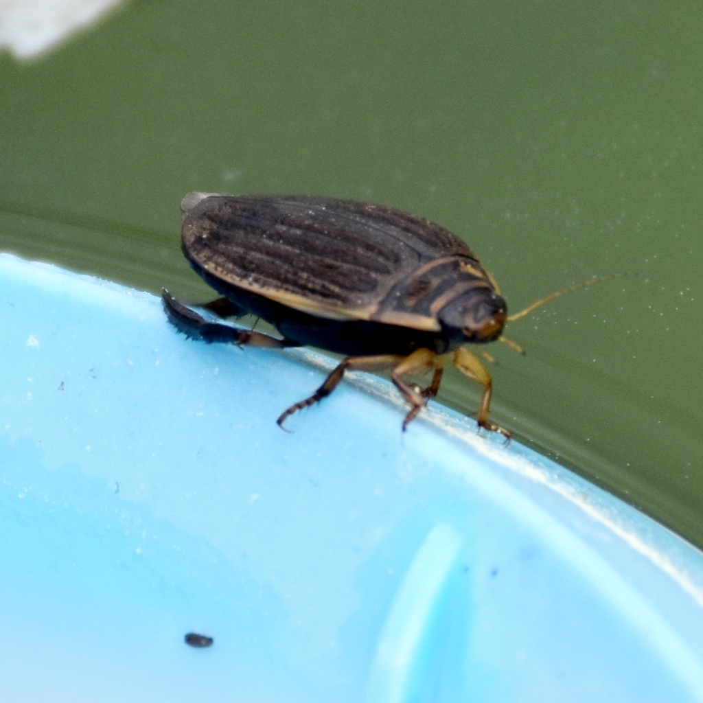 Lesser Diving-beetle from La Selle-sur-le-Bied on April 27, 2023 at 05: ...