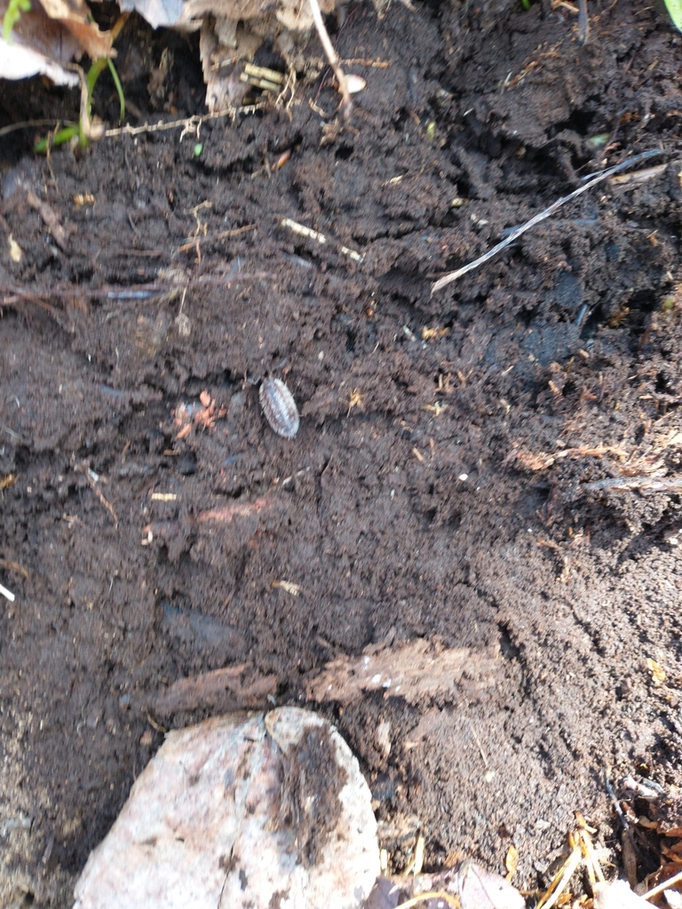 Common Shiny Woodlouse from Marlborough, MA 01752, USA on April 28 ...