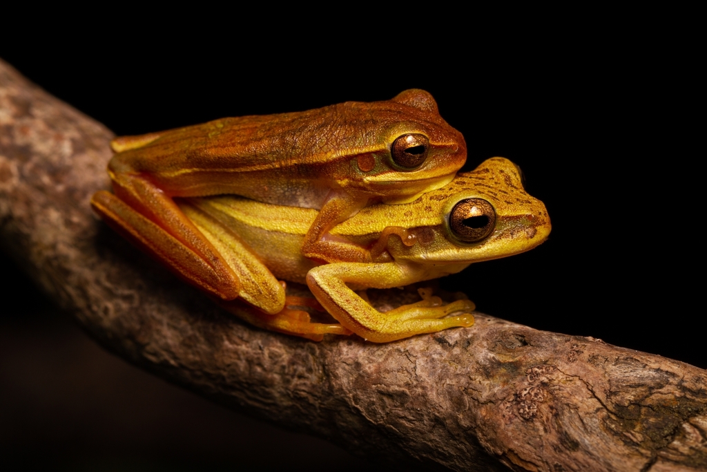 Goiás Tree Frog from Reserva Natural Serra do Tombador on April 22 ...