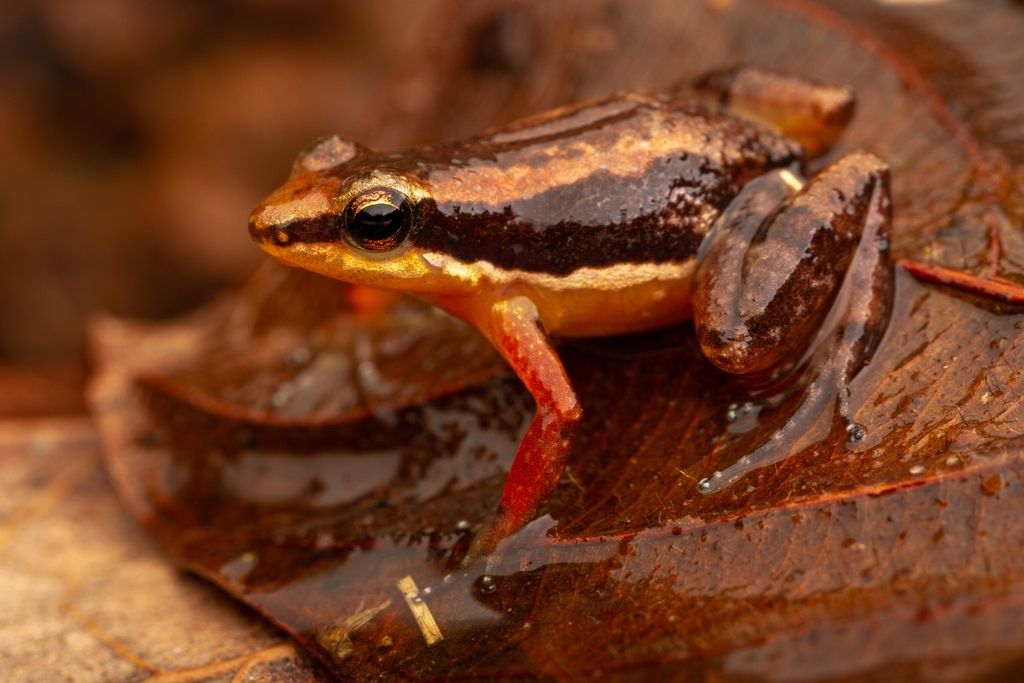 Allobates goianus in April 2023 by Luis F. C. de Lima · iNaturalist