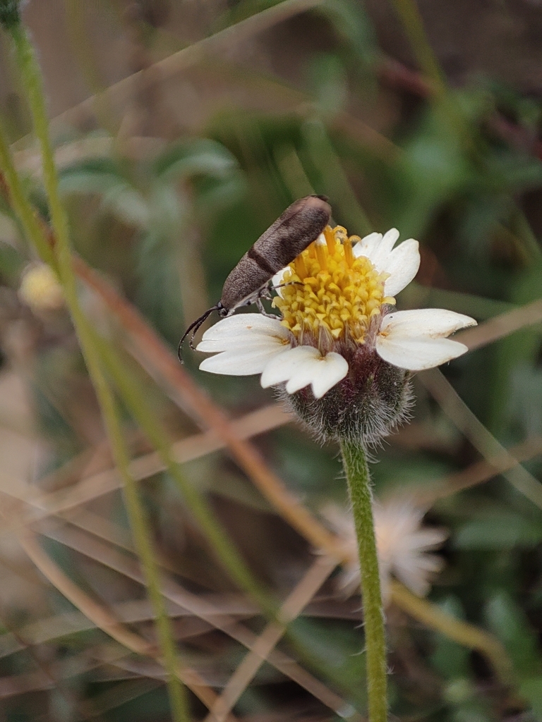 Phycodes minor from Bhikampur, Uttarakhand 262311, India on April 28 ...