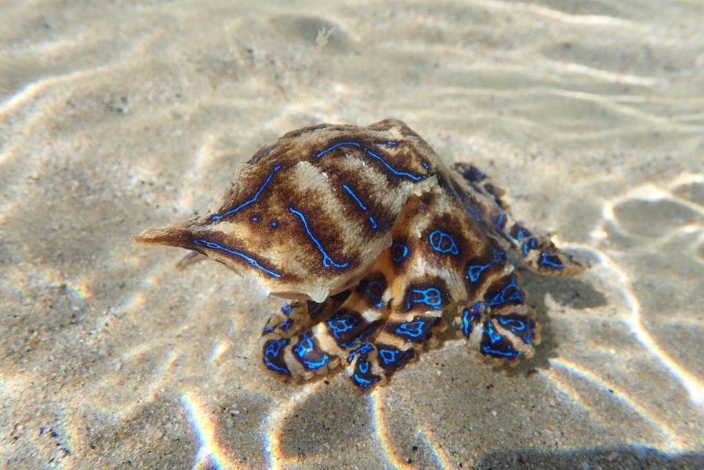 Blue-lined Octopus from Cronulla Beach, Cronulla, NSW, AU on May 1 ...