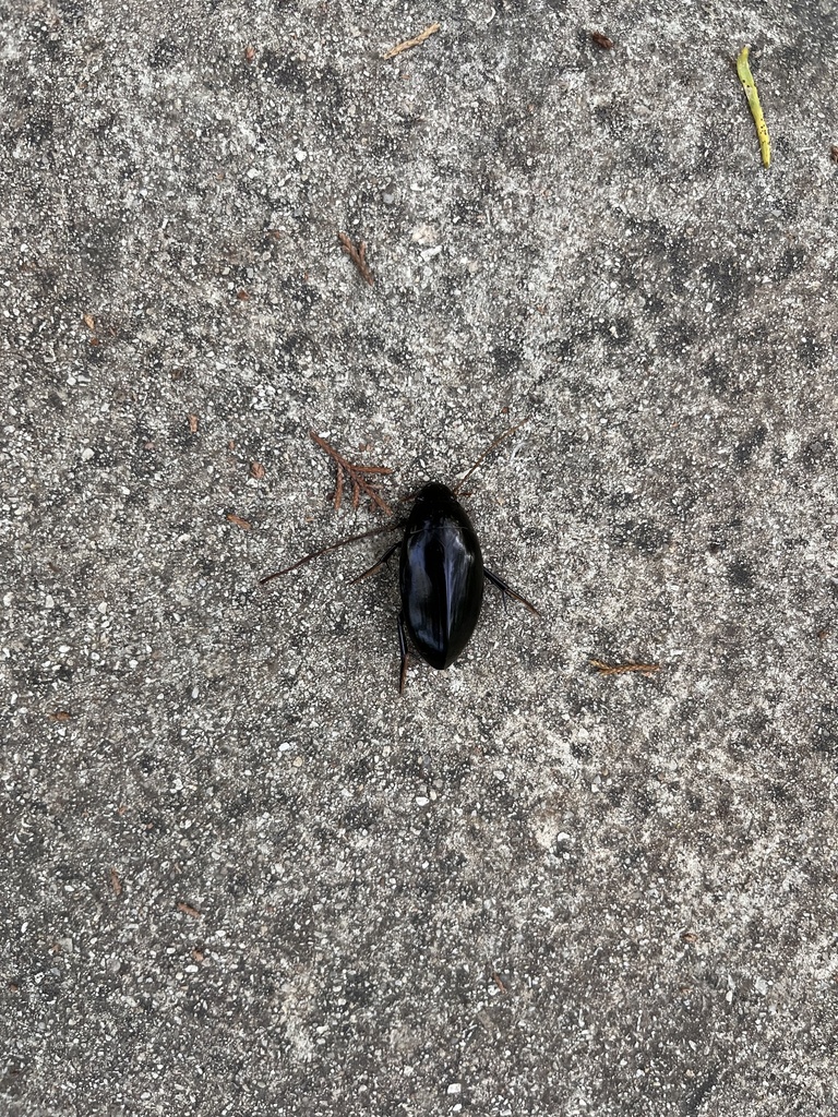 Hydrophilus from IH-10 E, San Antonio, TX, US on April 27, 2023 at 07: ...