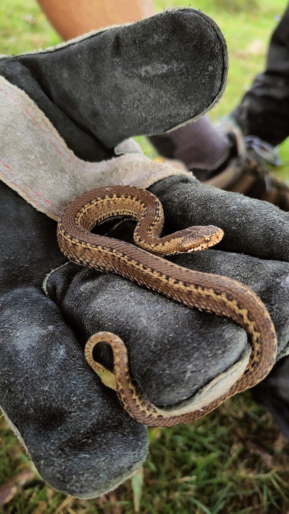 Seoane's Viper in April 2023 by Giacomo Vanzo · iNaturalist