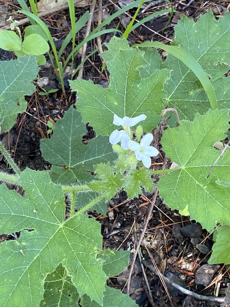 Texas Bull Nettle from Sam Houston National Forest, Huntsville, TX, US ...