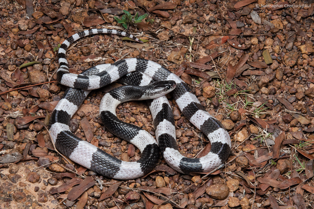 Malayan Krait from Nam Pen, Khao Chamao District, Rayong, Thailand on ...