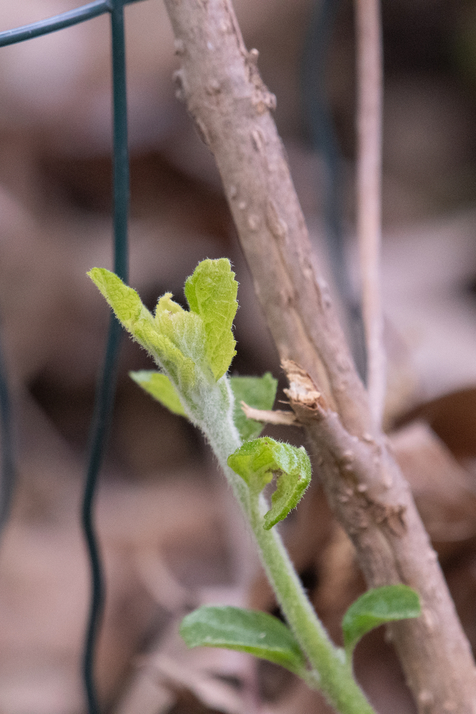 American beautyberry in April 2023 by Michael Wohlstadter · iNaturalist