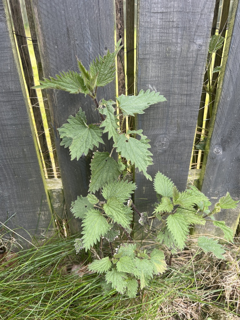 great stinging nettle from Alexandra Chase, Cramlington, England, GB on ...
