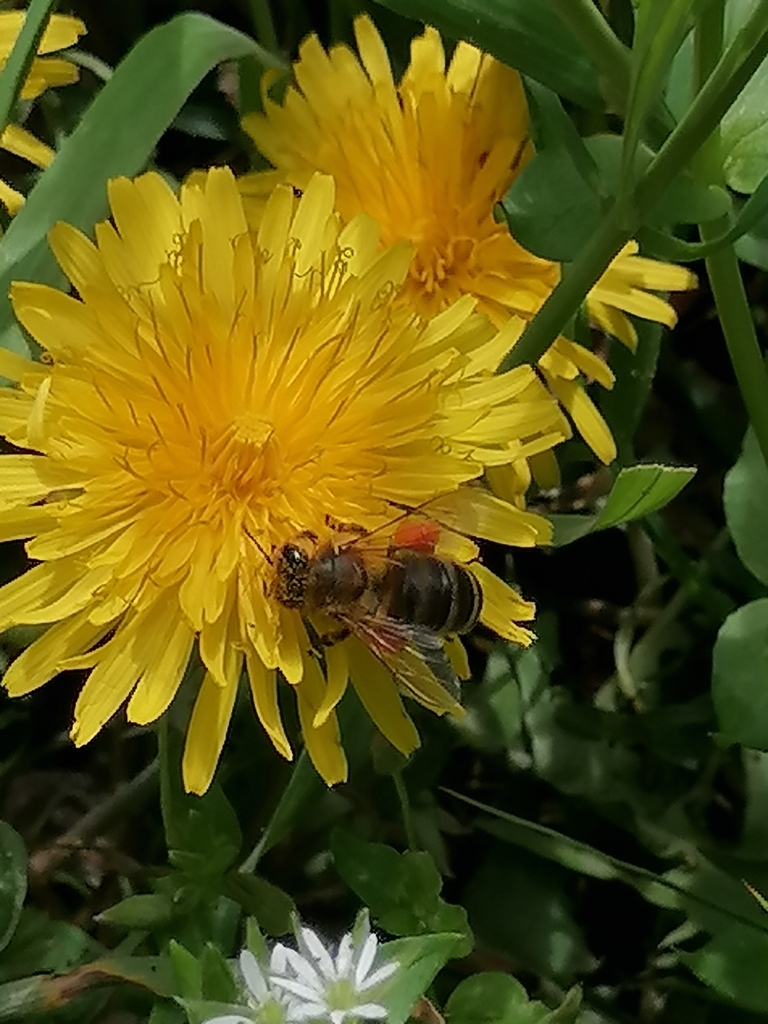 Western Honey Bee from Hietzing, 1130 Vienna, Austria on April 28, 2023 ...