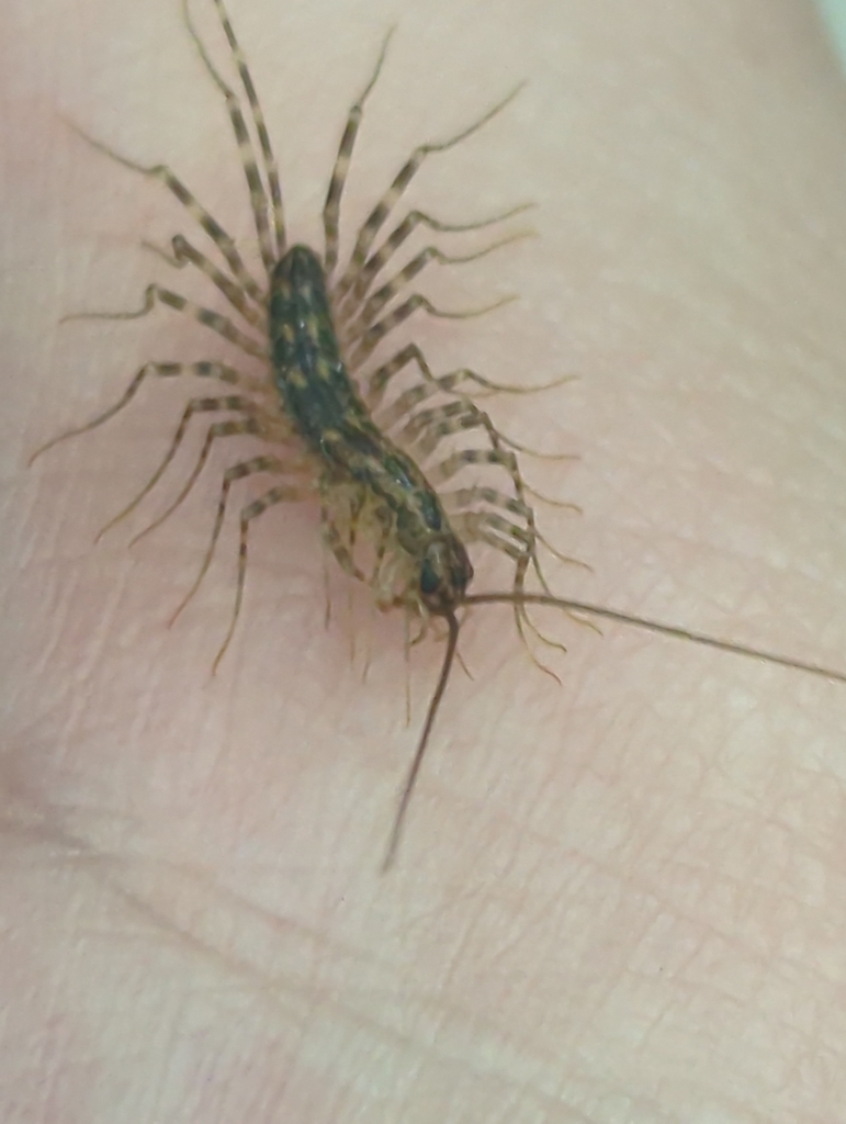House Centipede from Anheuser-Busch Natural Resources Bldg, Columbia ...
