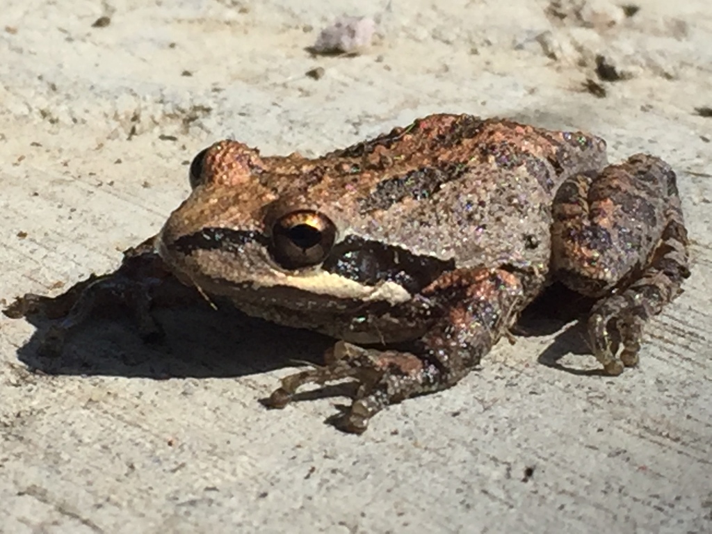 Baja California Tree Frog from 9708 Flinn Springs Rd, El Cajon, CA, US ...