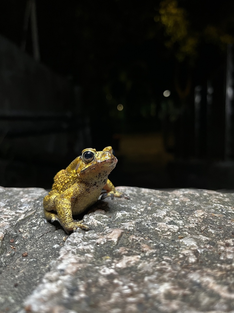Asian Common Toad from Hong Kong Island, Pok Fu Lam, HK on April 28 ...