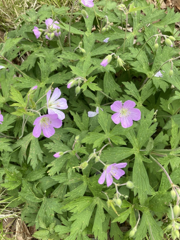 wild geranium from Villa Ridge, MO, US on April 28, 2023 at 10:29 AM by ...