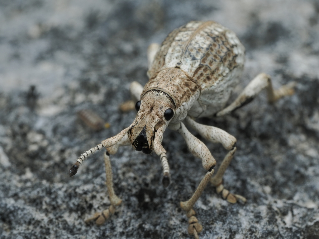 Episomus mori in April 2023 by S Dowell · iNaturalist