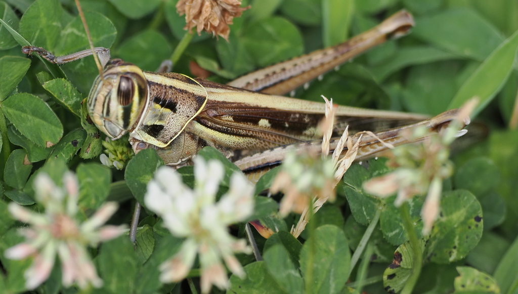 Bombay Locust in April 2023 by S Dowell · iNaturalist