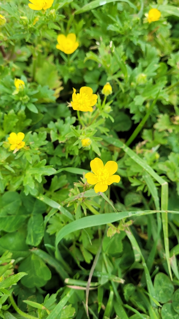 hairy buttercup from Louisville, KY 40272, USA on April 28, 2023 at 11: ...