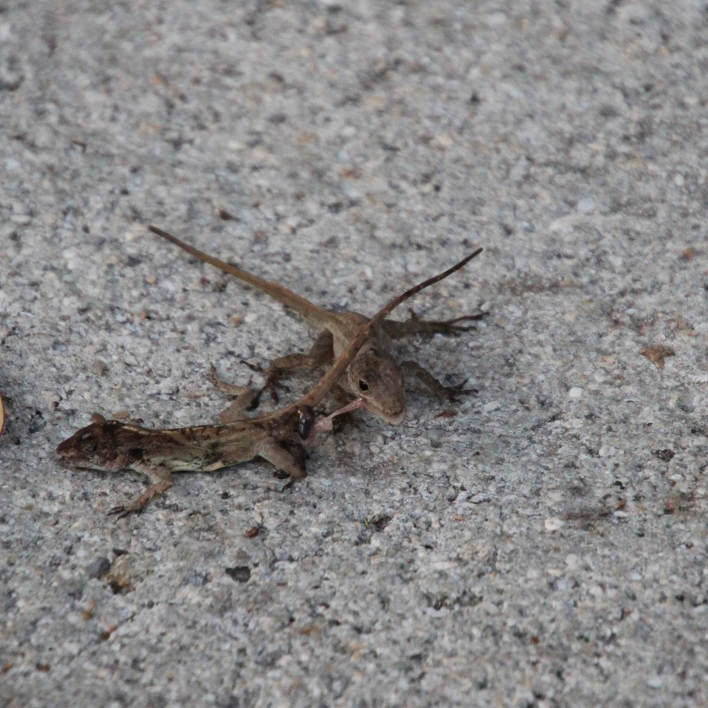Crested Anole from Miami-Dade County, FL, USA on April 28, 2023 at 07: ...