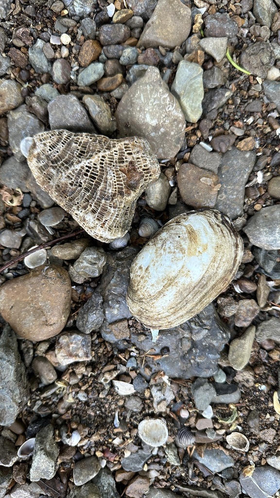 Fatmucket from Beckley Creek Park, Louisville, KY, US on April 28, 2023 ...
