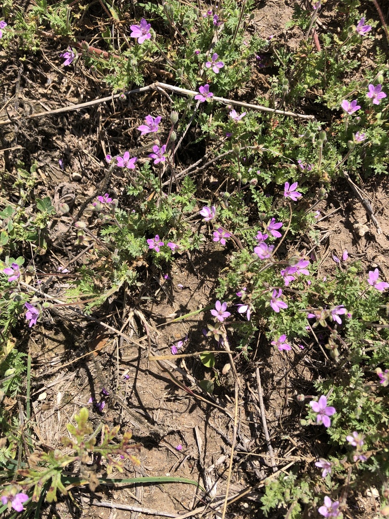 Redstem Stork's-bill from Arista Rueda Rd, Kempner, TX, US on April 28 ...
