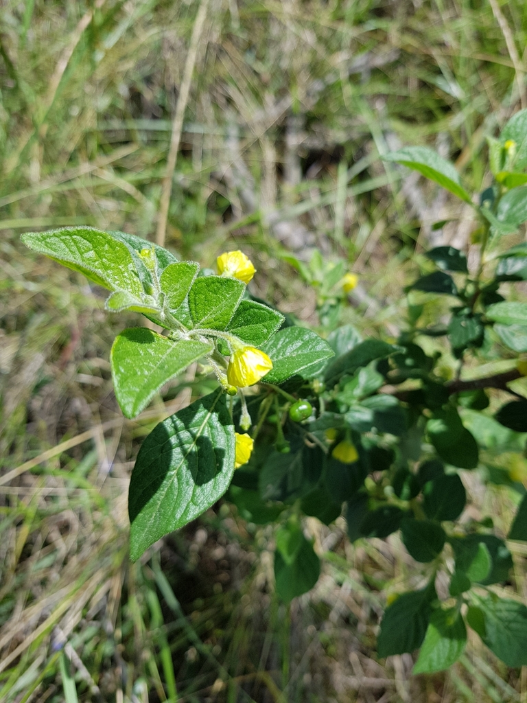 wild pepper from Zambiza, Ecuador on April 28, 2023 at 11:05 AM by ...