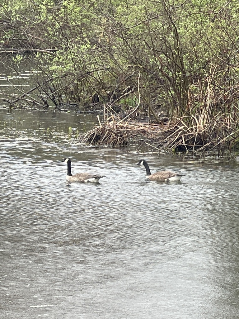 Canada Goose from Peninsula Dr, Edinboro, PA, US on April 28, 2023 at ...