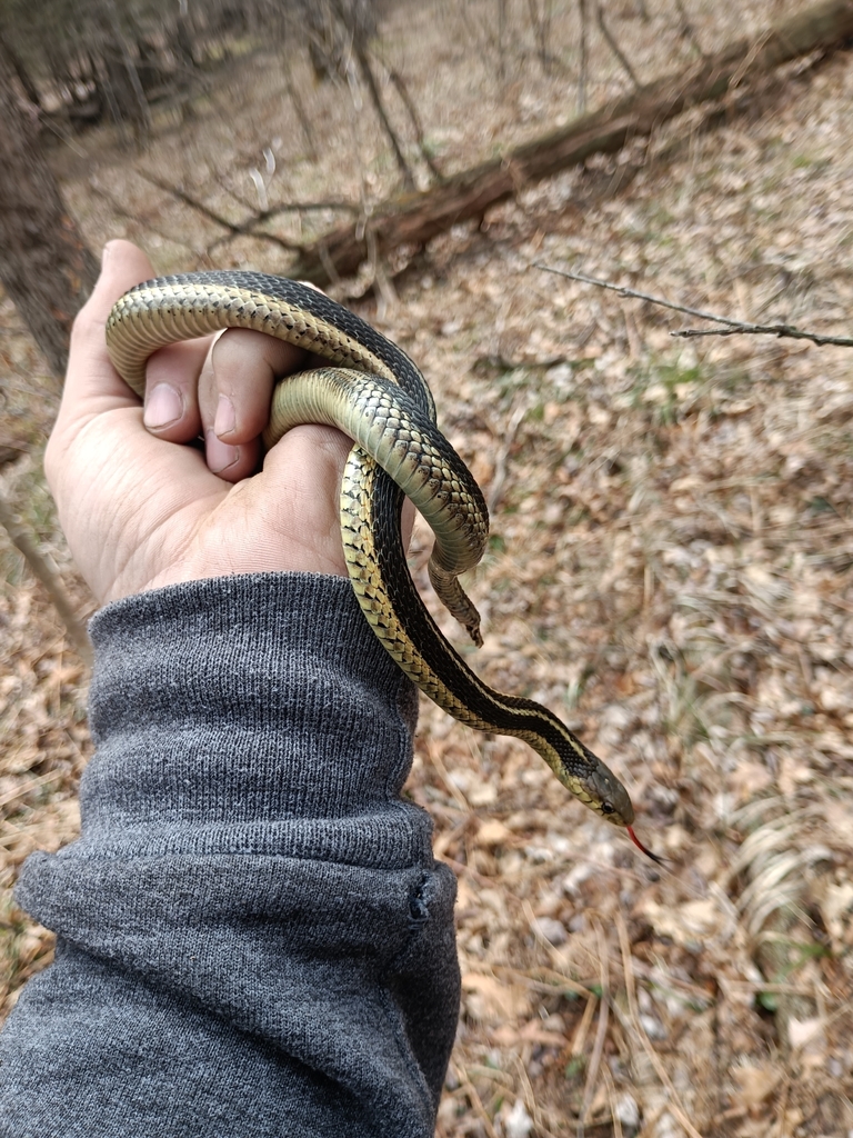 Common Garter Snake from Peacock Township, MI, USA on April 27, 2023 at ...