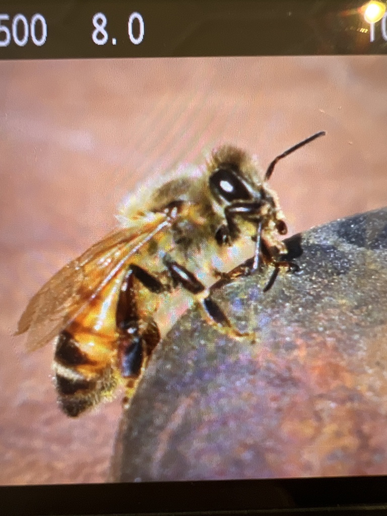 Western Honey Bee in April 2023 by pogona_vitticeps · iNaturalist