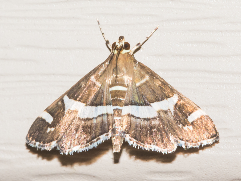 Hawaiian Beet Webworm Moth in September 2018 by Timothy Reichard ...