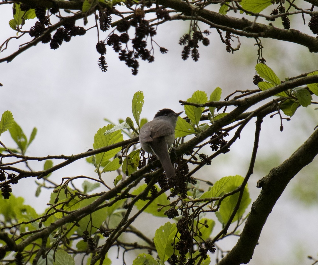 Eurasian Blackcap from Little Marlow, Marlow, England, GB on April 28 ...