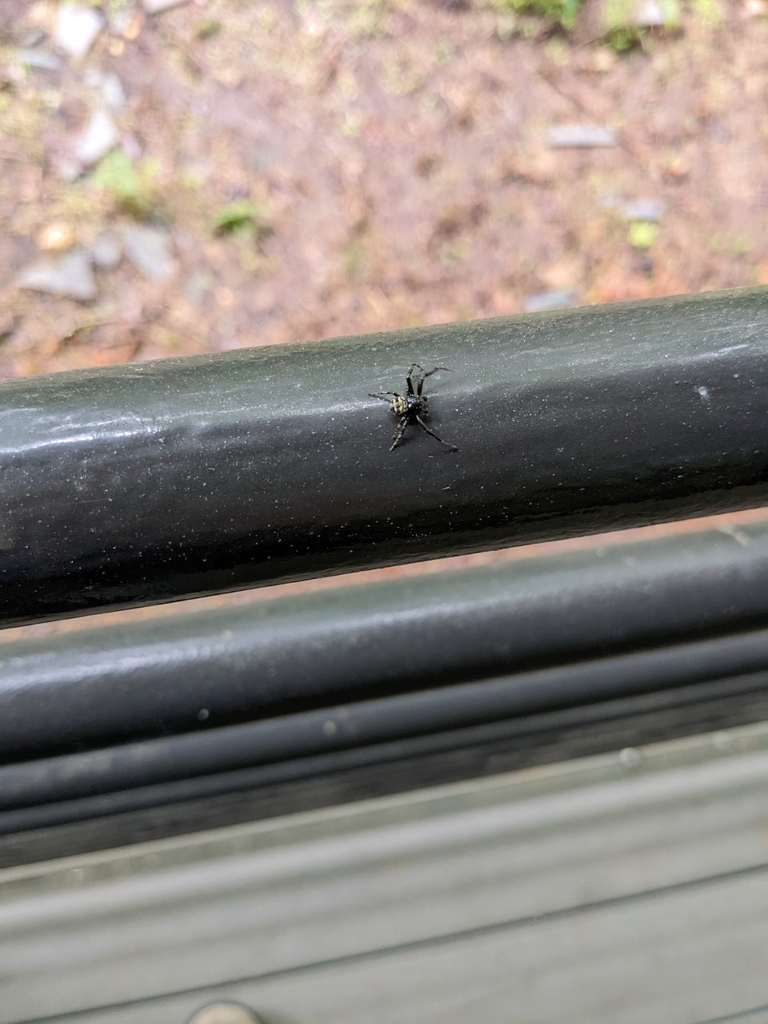 Multicolored Bark Crab Spider from Garner, NC, USA on April 28, 2023 at ...