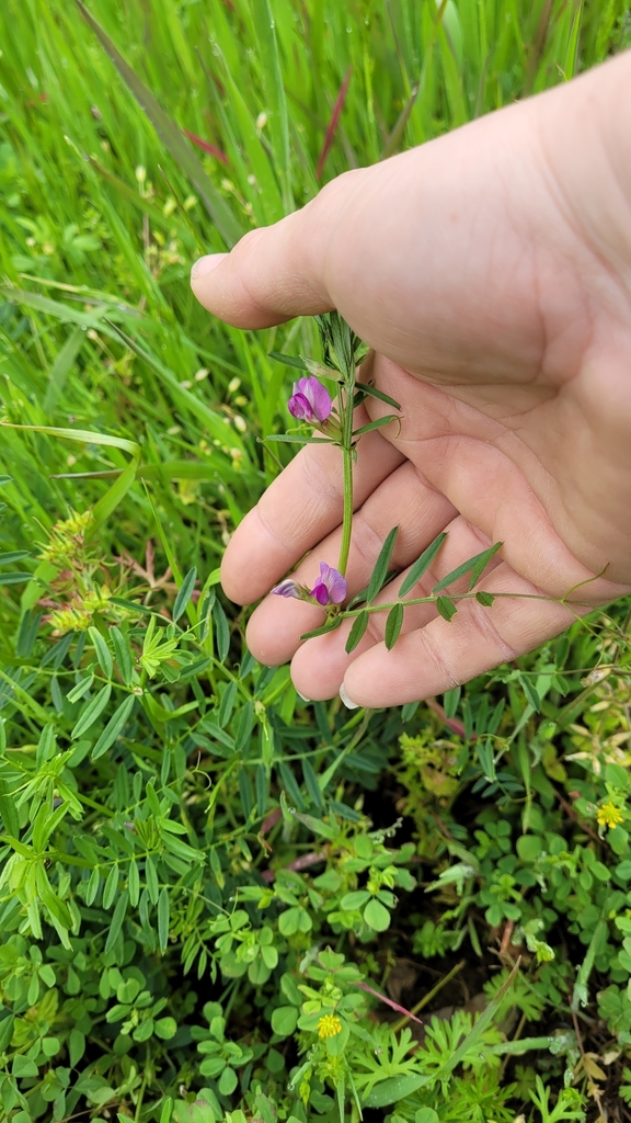 Common Vetch from Jefferson County, US-KY, US on April 28, 2023 at 01: ...
